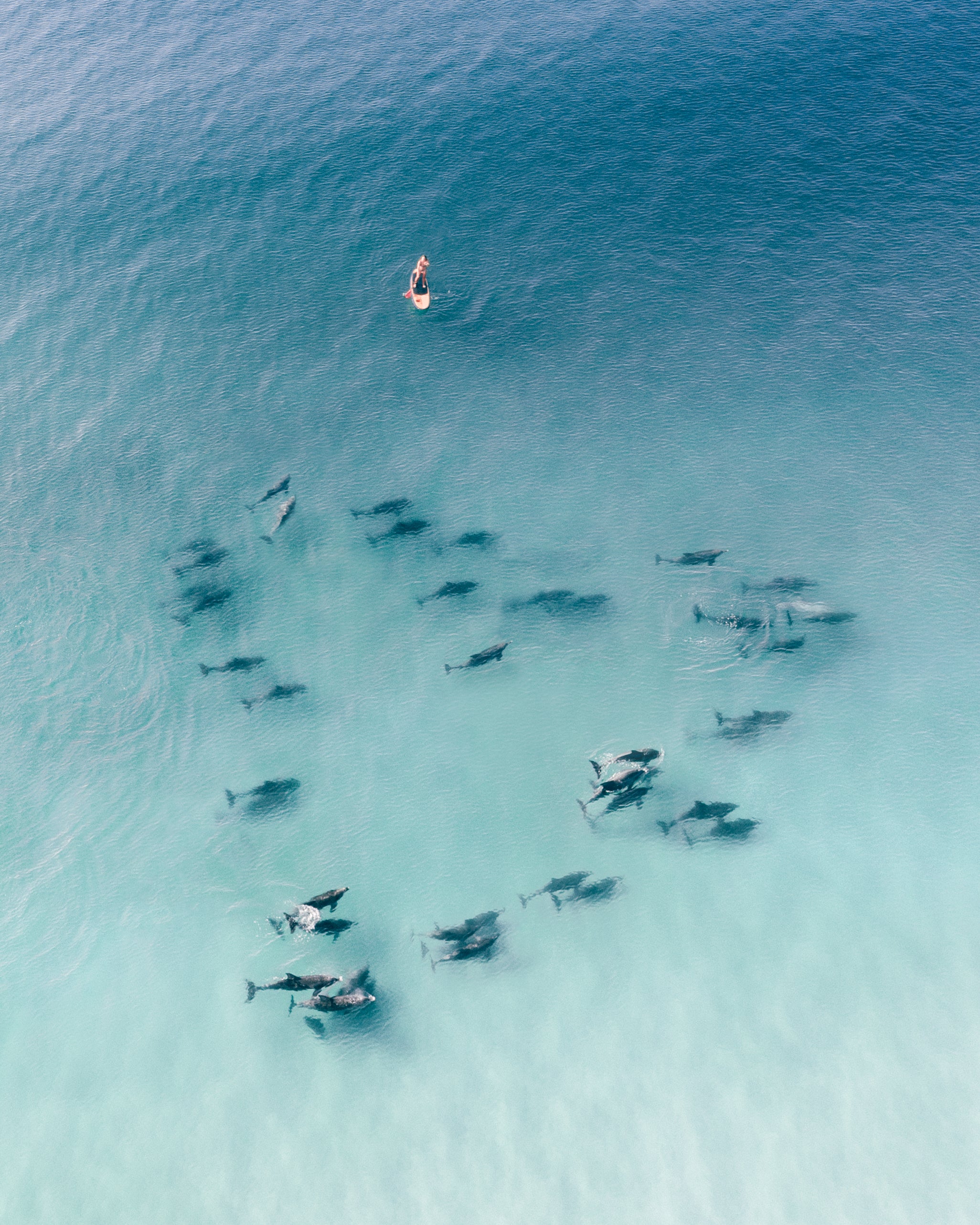 Dolphin Dance – Ocean Feels By Ben Mack